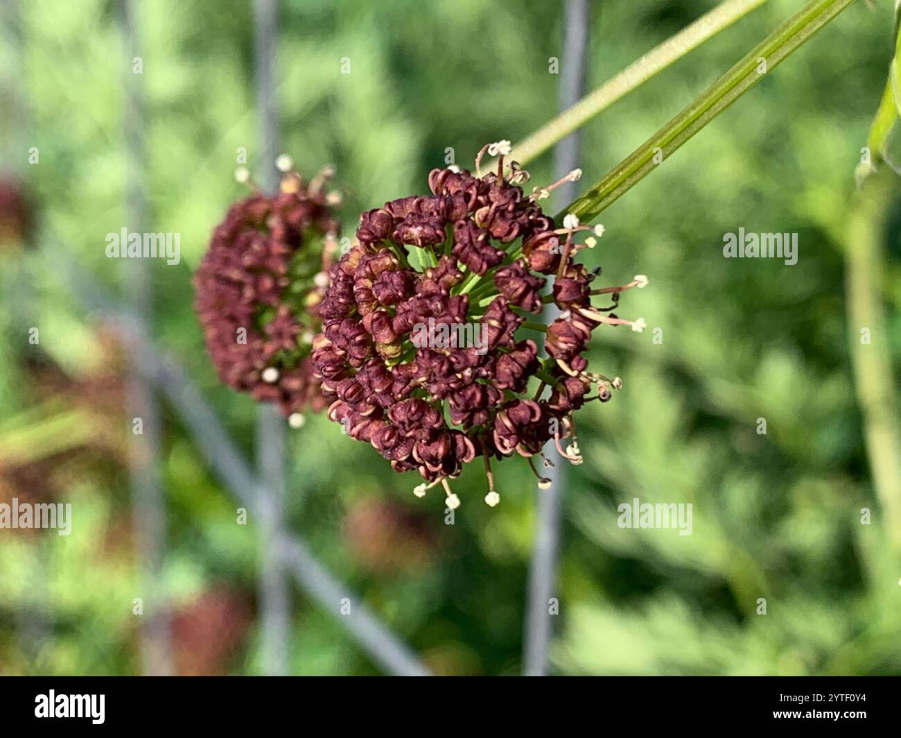 Fernleaf biscuitroot hi-res stock photography and images - Alamy