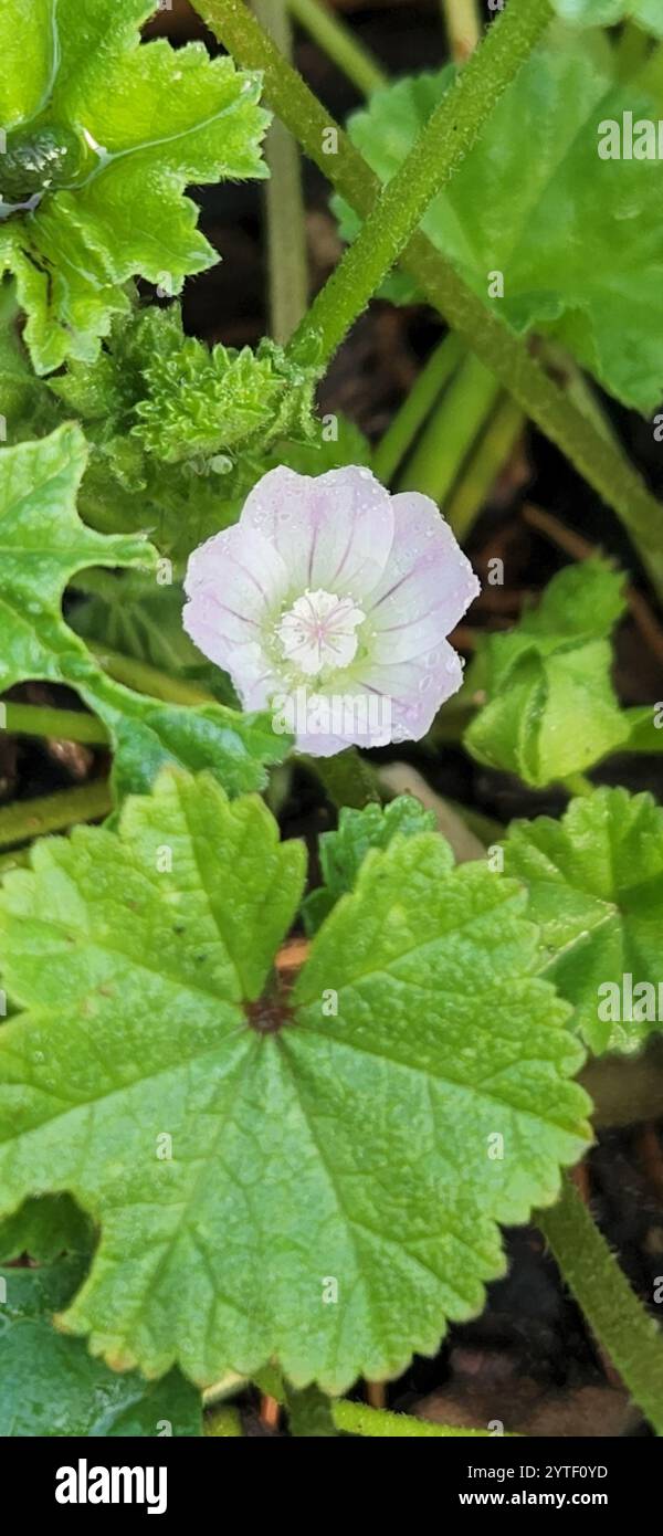 dwarf mallow (Malva neglecta Stock Photo - Alamy