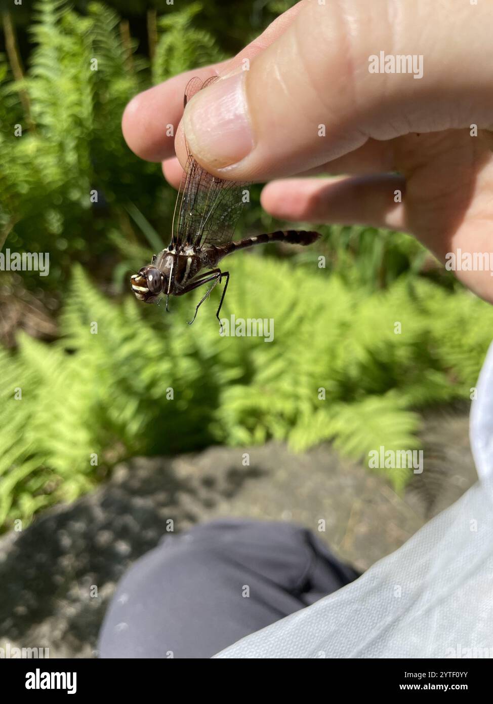 Stream Cruiser (Didymops transversa Stock Photo - Alamy