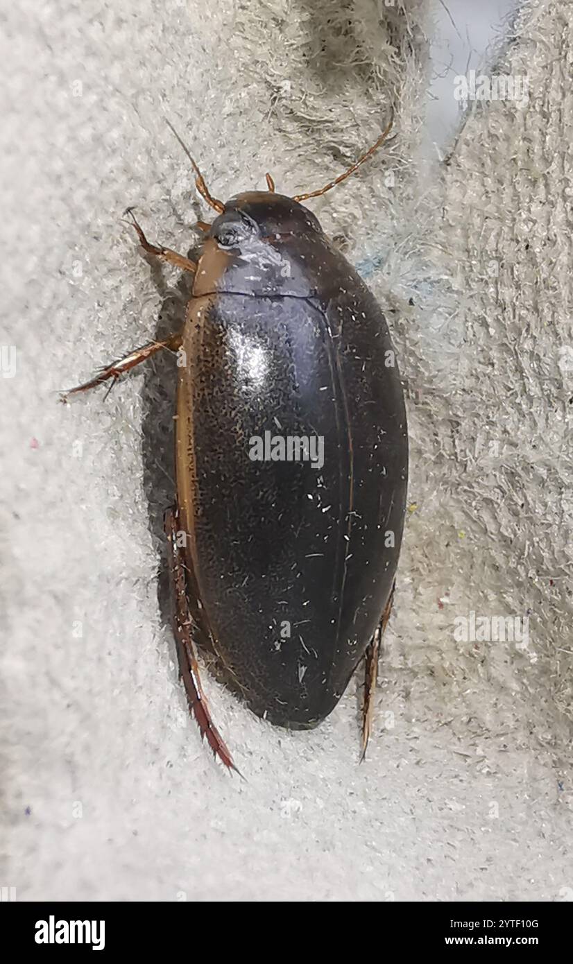 Cosmopolitan Diving Beetle (Rhantus suturalis Stock Photo - Alamy