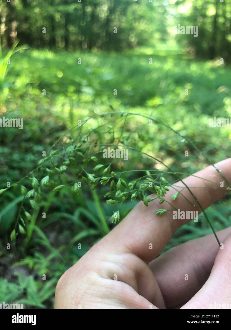 Clustered Fescue (Festuca paradoxa Stock Photo - Alamy