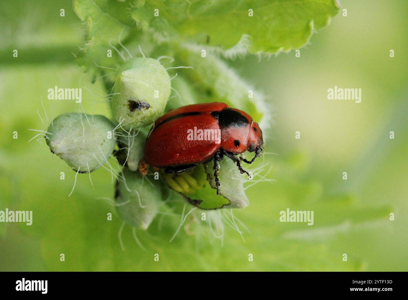 Entomoscelis hi-res stock photography and images - Alamy