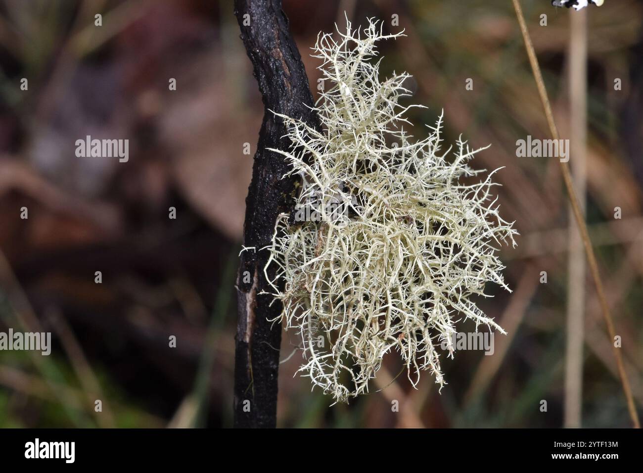 beard lichens (Usnea Stock Photo - Alamy