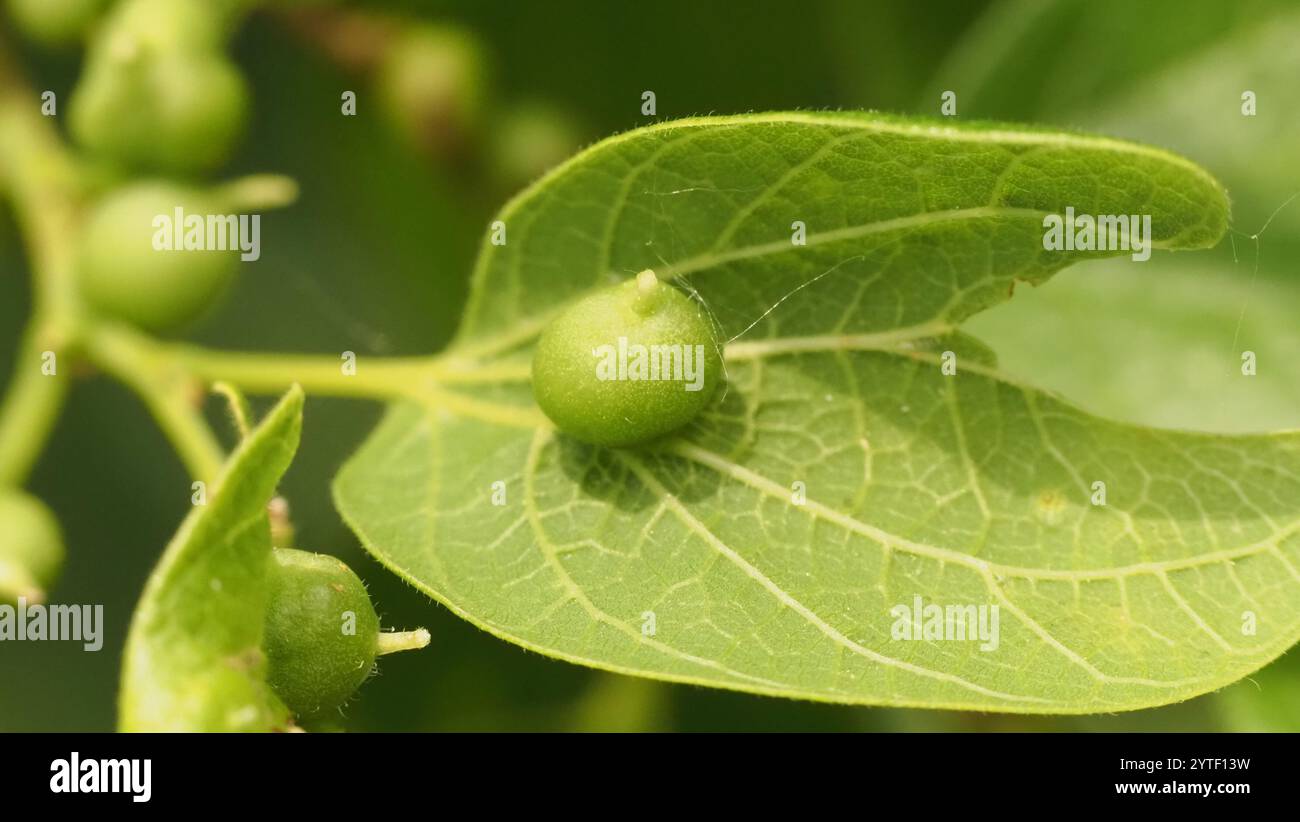 Hackberry Aggregate Gall Midge (Celticecis connata Stock Photo - Alamy
