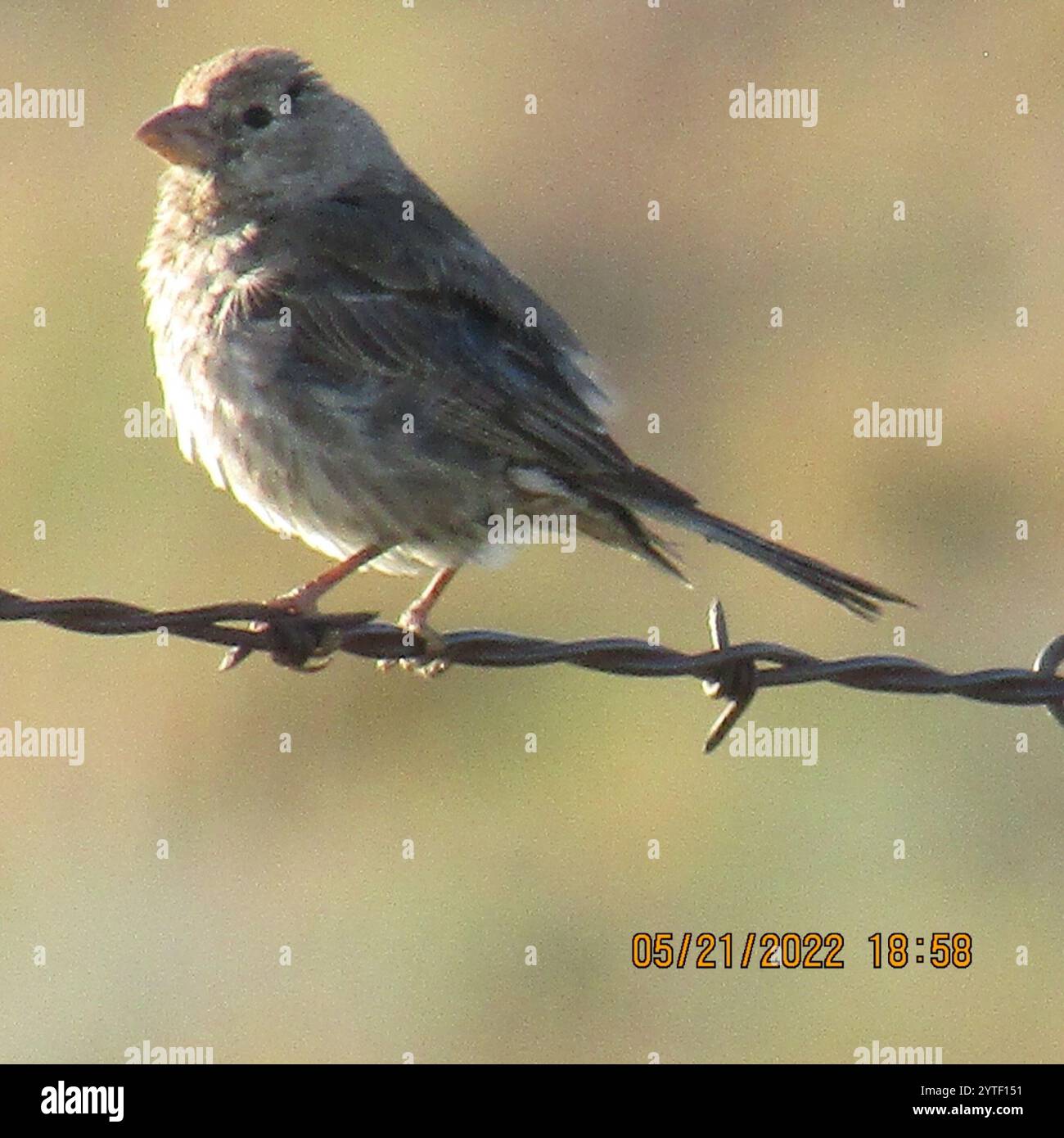 House Finch (Haemorhous mexicanus Stock Photo - Alamy