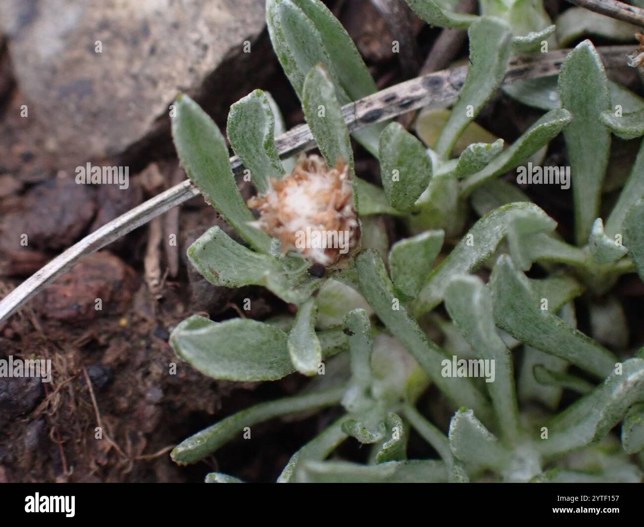 Low Pussytoes (Antennaria dimorpha Stock Photo - Alamy