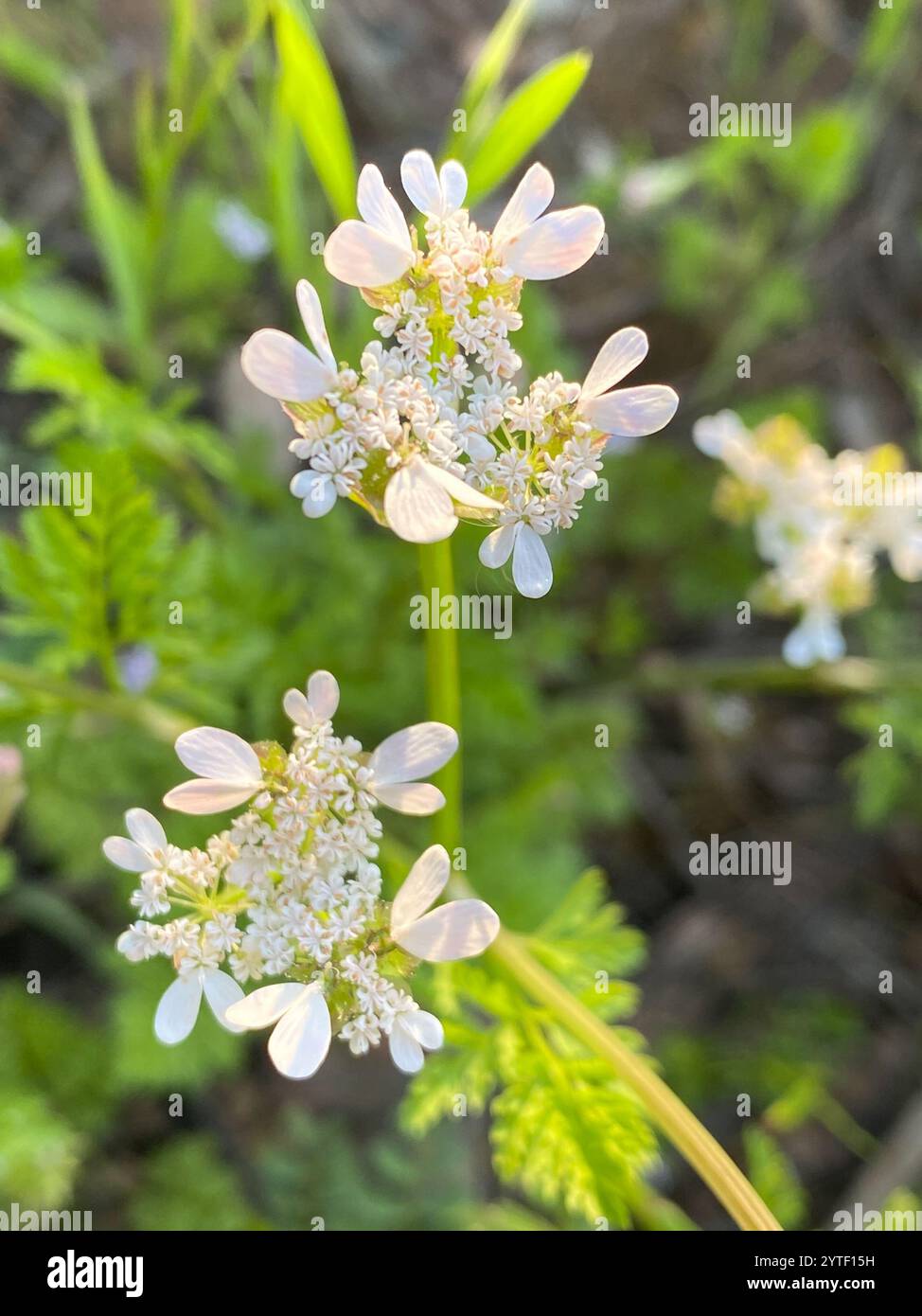 Shepherd's-needle (Scandix pecten-veneris Stock Photo - Alamy
