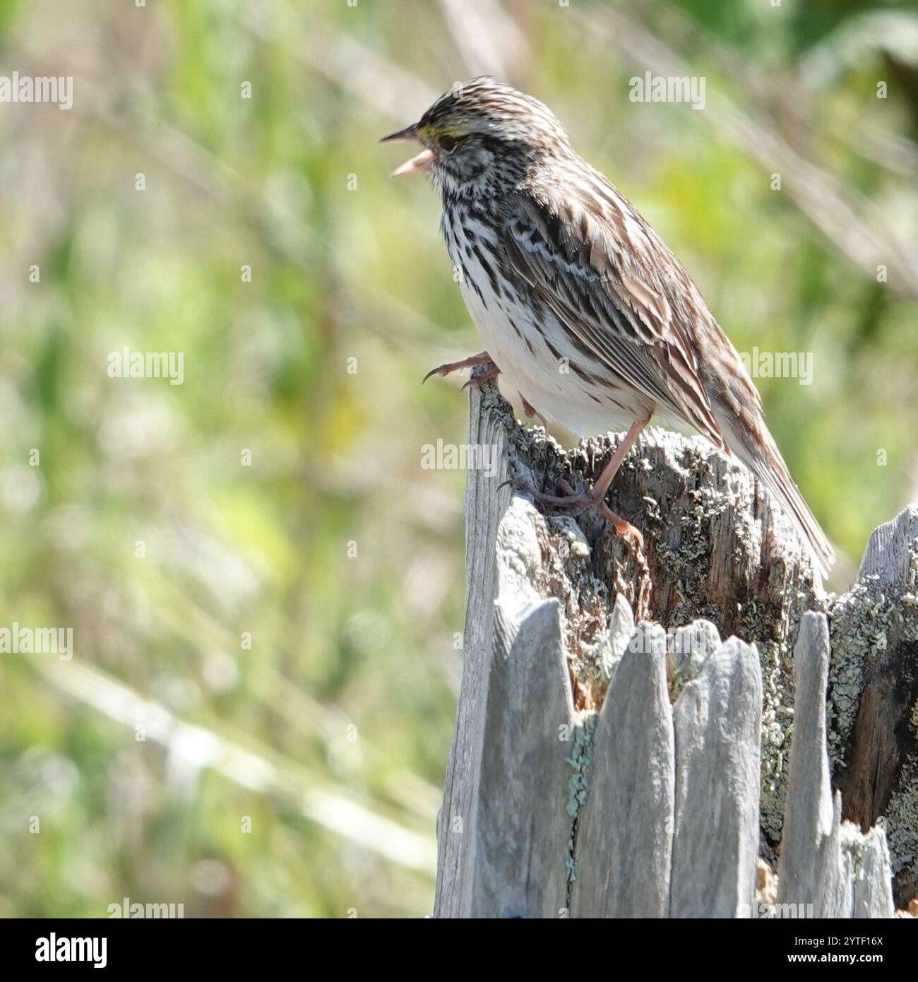 Savannah Sparrow (Passerculus sandwichensis Stock Photo - Alamy
