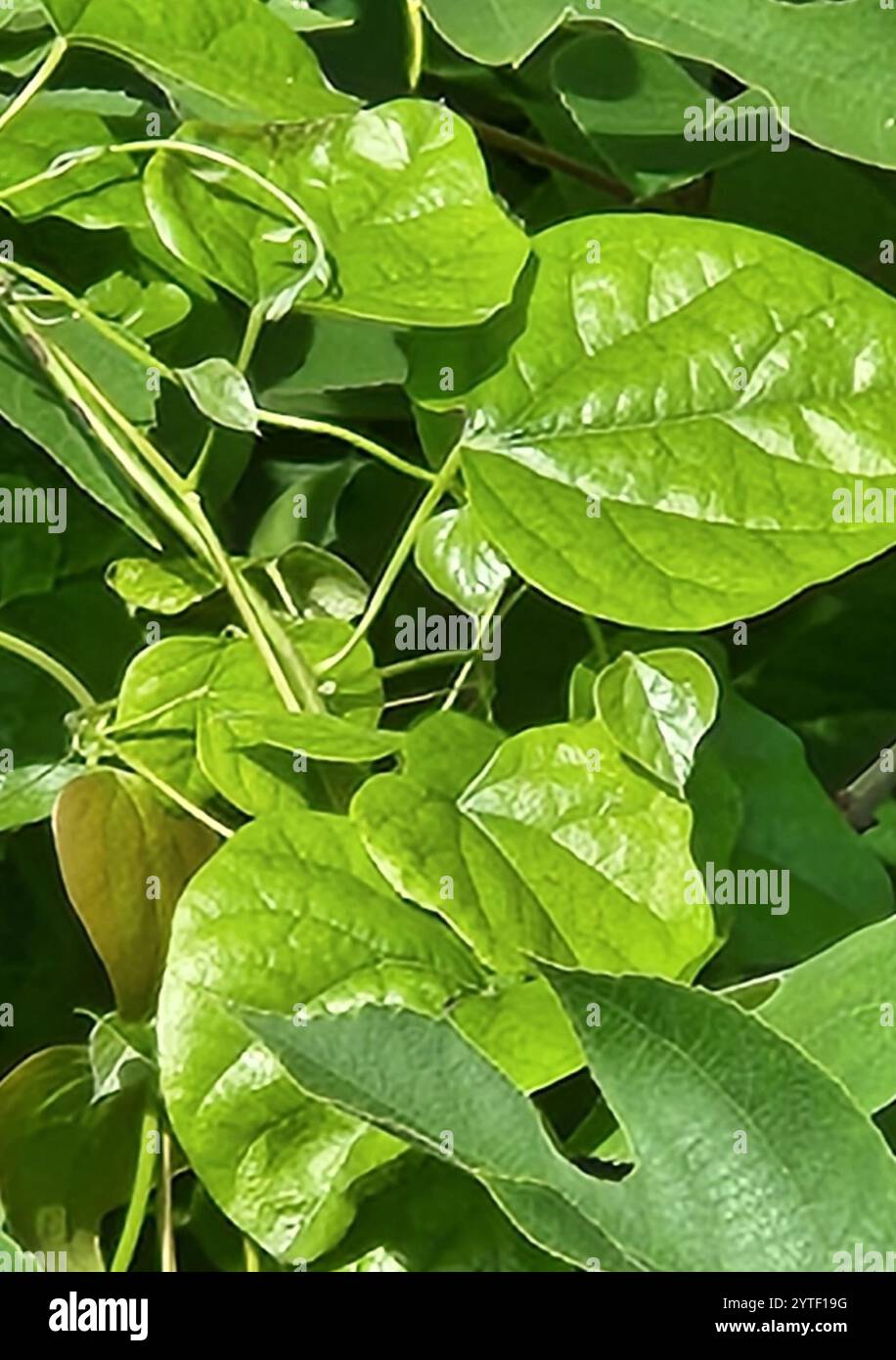 Carolina snailseed (Nephroia carolina Stock Photo - Alamy