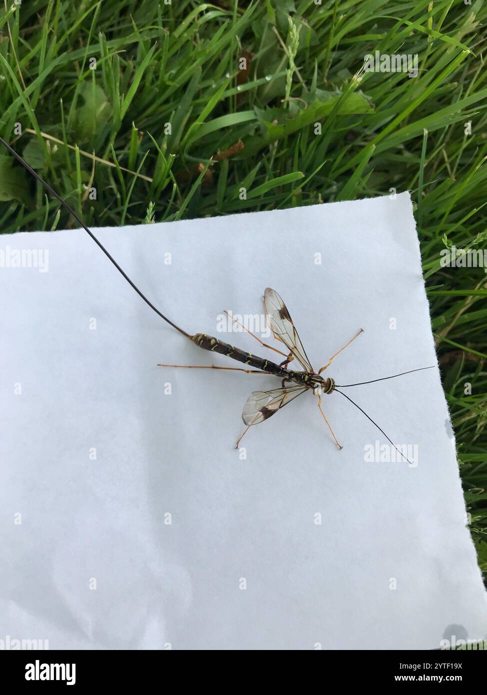 Long-tailed Giant Ichneumonid Wasp (Megarhyssa macrurus macrurus Stock ...