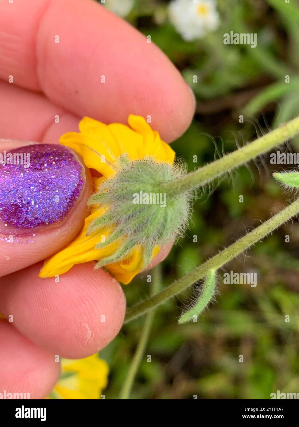 Common Madia (Madia elegans Stock Photo - Alamy