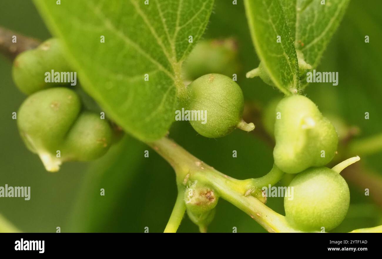 Hackberry Aggregate Gall Midge (Celticecis connata Stock Photo - Alamy