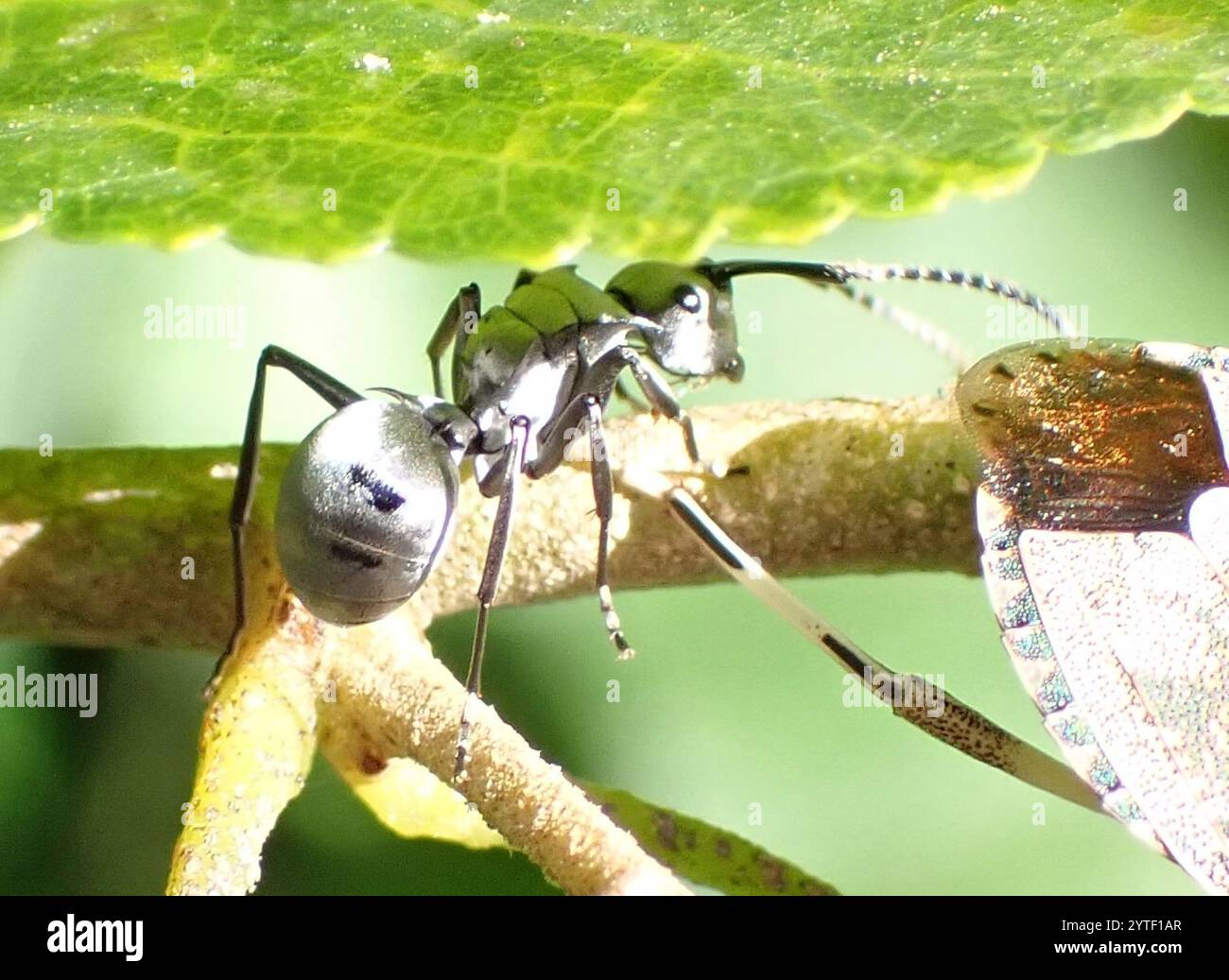 Silver Spiny Sugar Ant (Polyrhachis schlueteri Stock Photo - Alamy