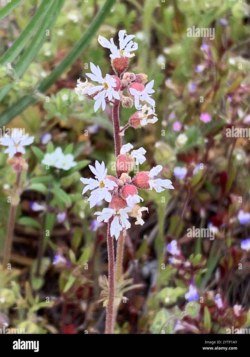 Bulbous woodland star (Lithophragma glabrum Stock Photo - Alamy