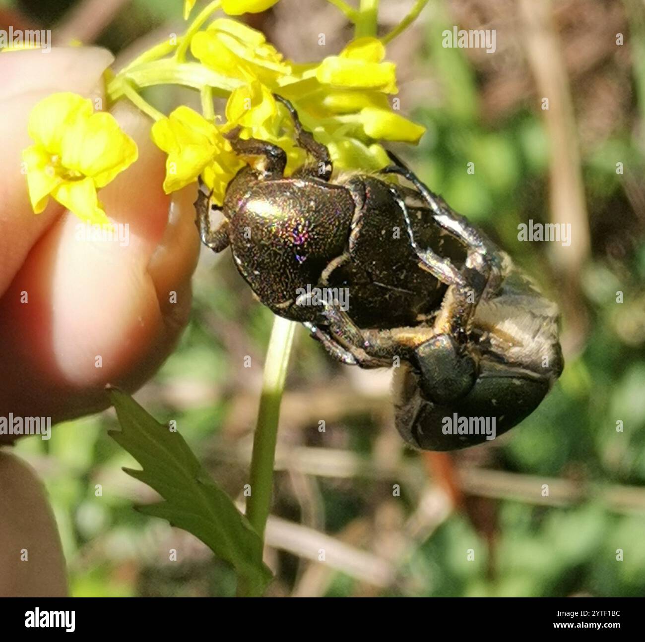 Copper Chafer (Protaetia cuprea Stock Photo - Alamy