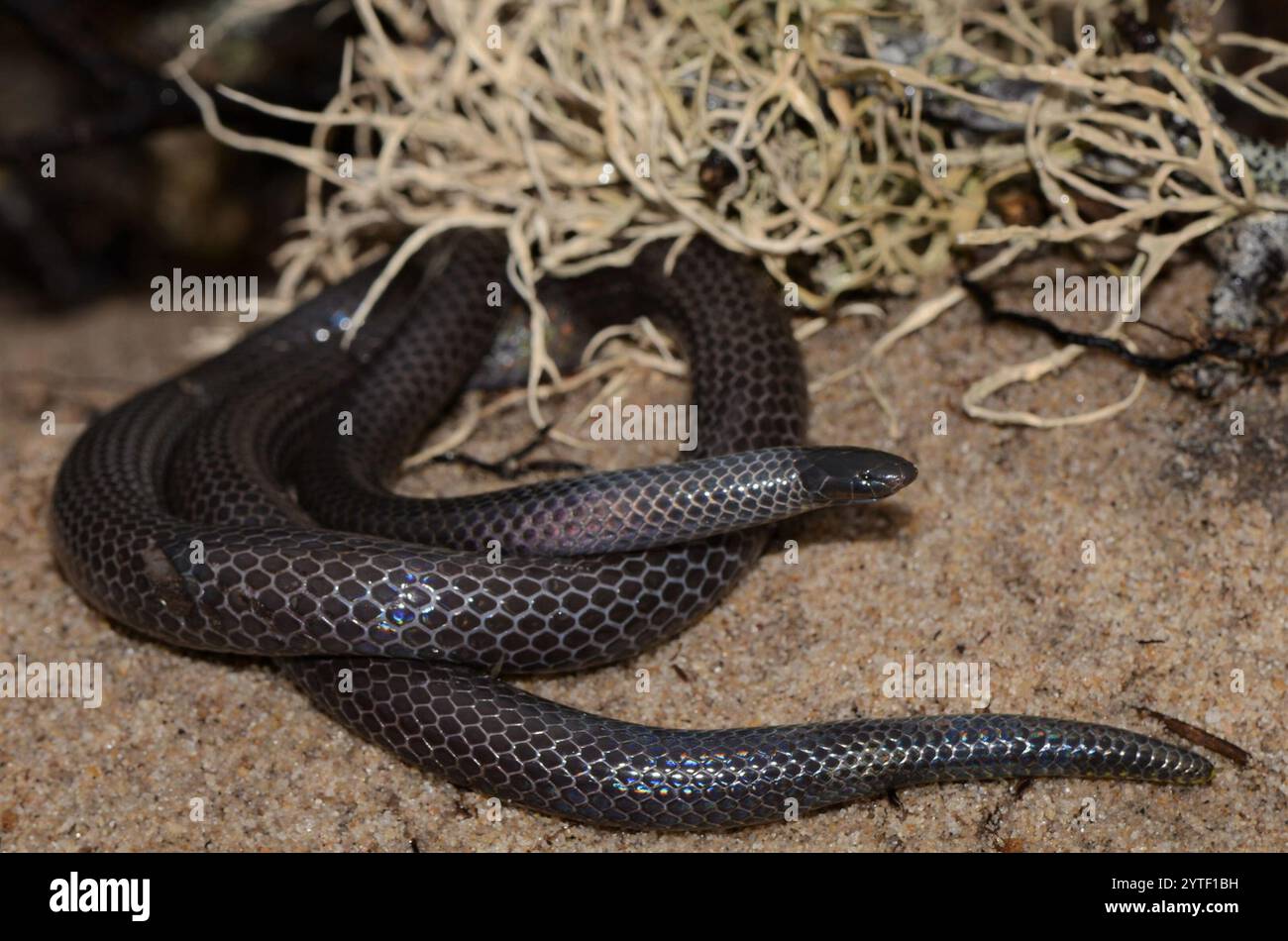 Purple glossed hi-res stock photography and images - Alamy