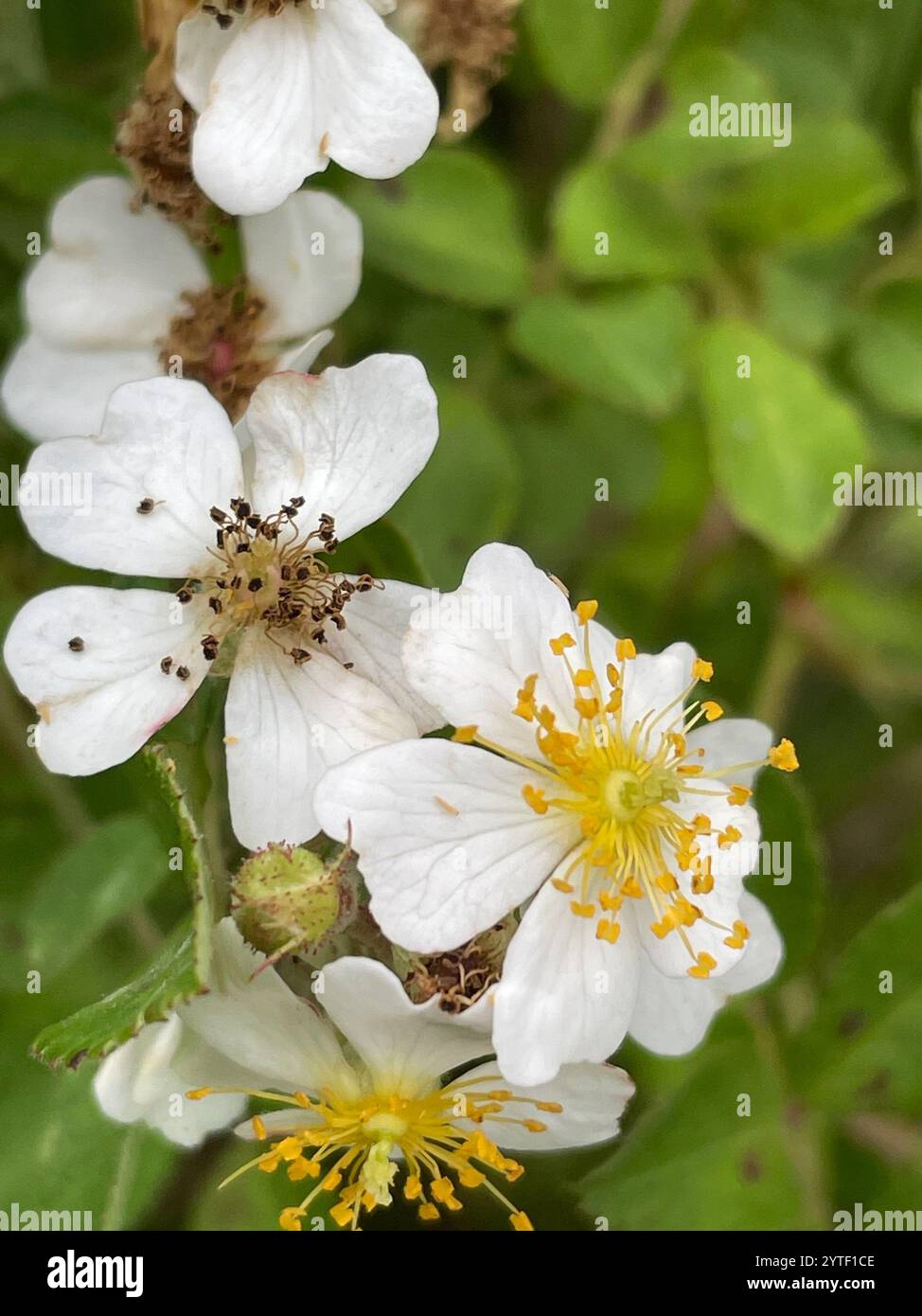 multiflora rose (Rosa multiflora Stock Photo - Alamy