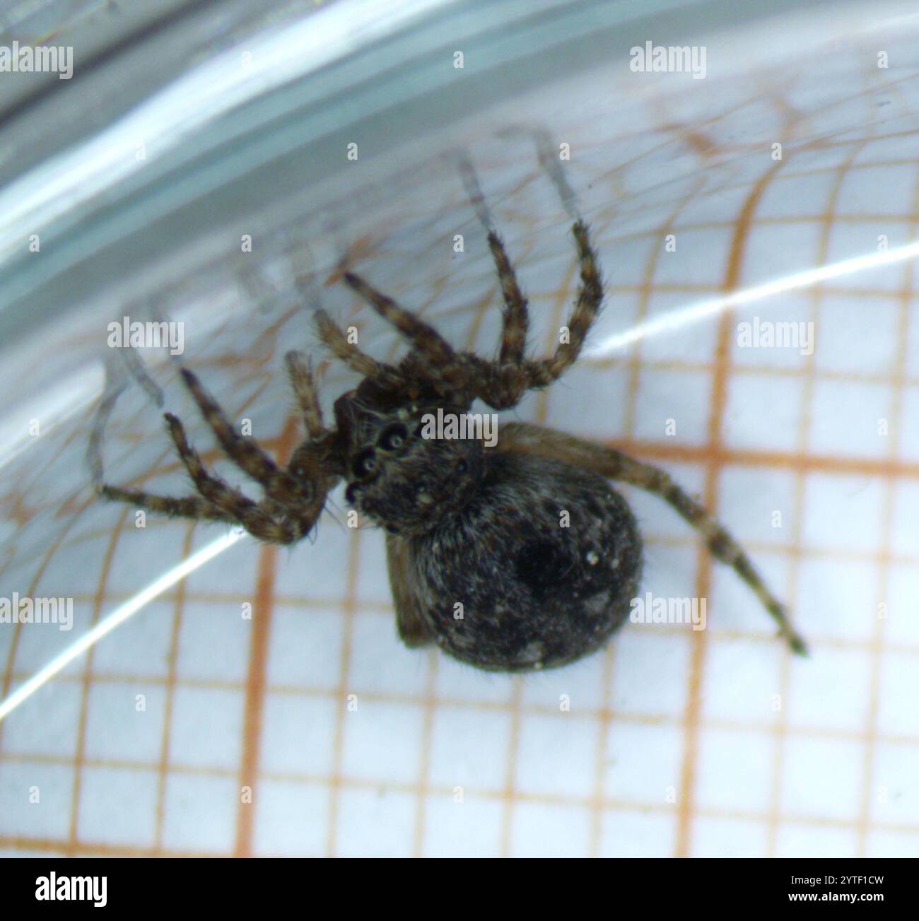 Attulus pubescens hi-res stock photography and images - Alamy