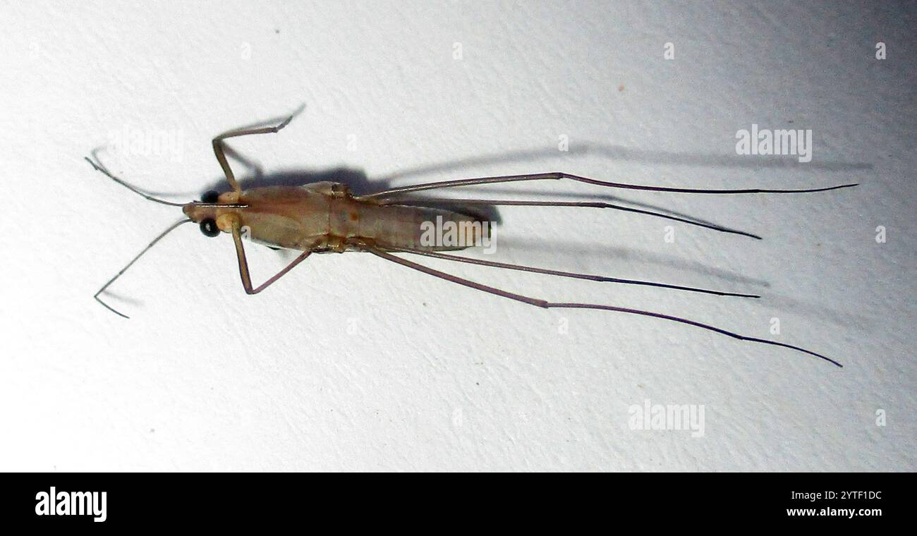 Limnogonus hi-res stock photography and images - Alamy