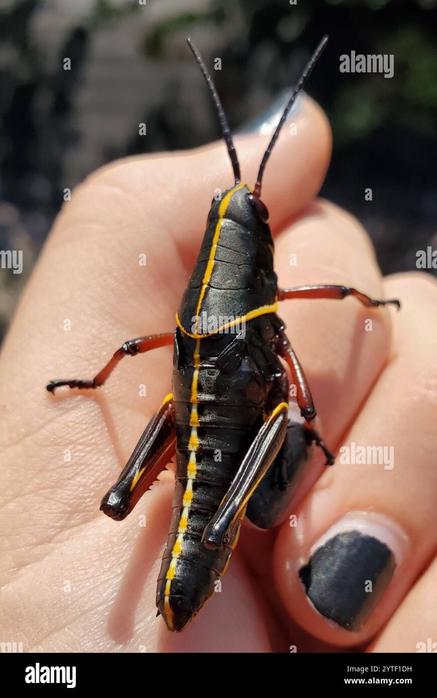 Eastern Lubber Grasshopper (Romalea microptera Stock Photo - Alamy