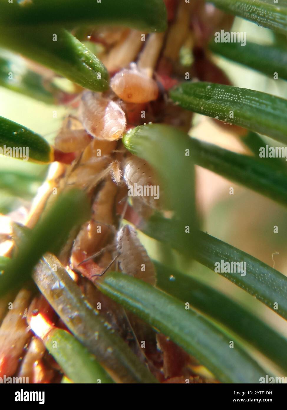Giant Conifer Aphids (Cinara Stock Photo - Alamy