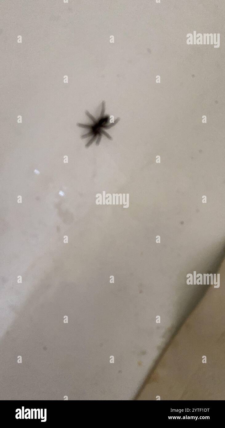 Eastern Parson Spider (Herpyllus ecclesiasticus Stock Photo - Alamy