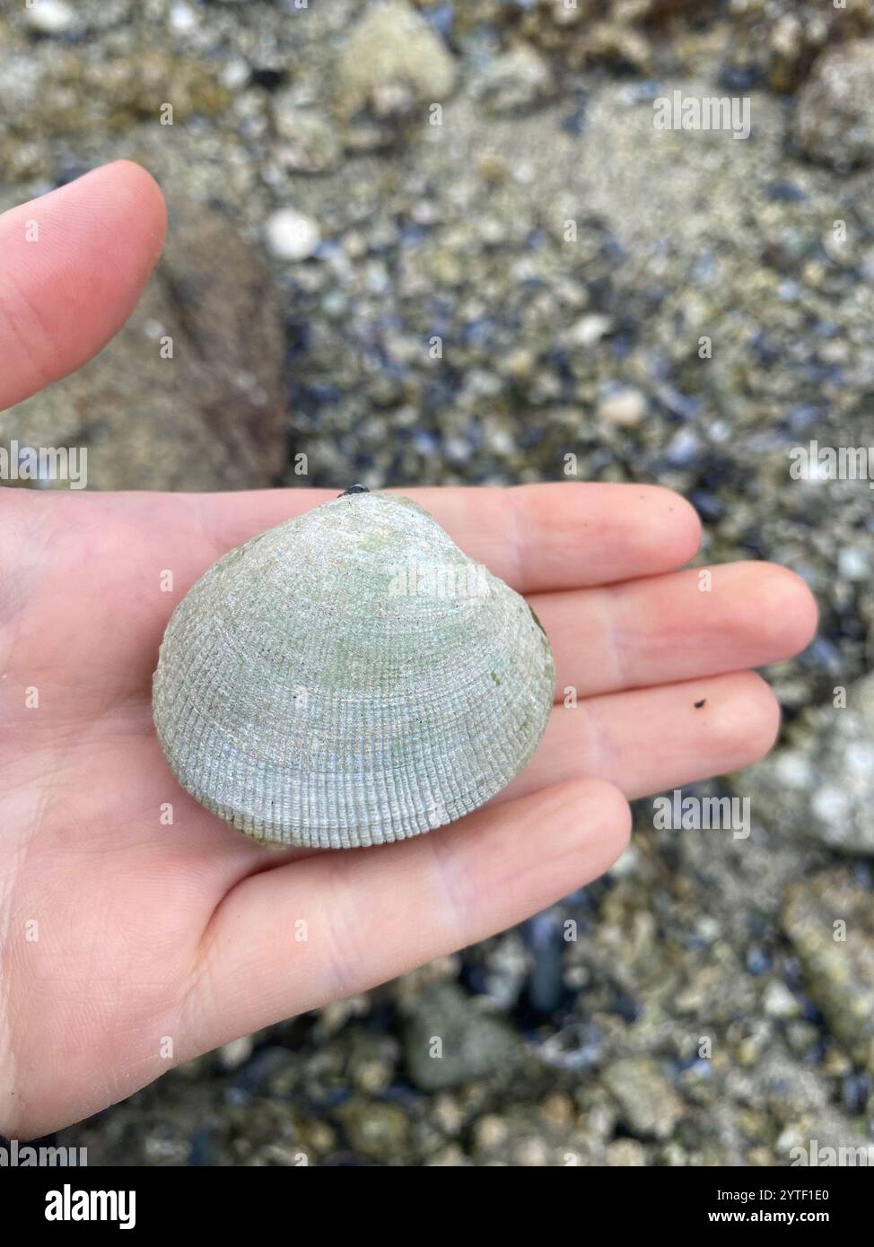 Pacific Littleneck Clam (Leukoma staminea Stock Photo - Alamy