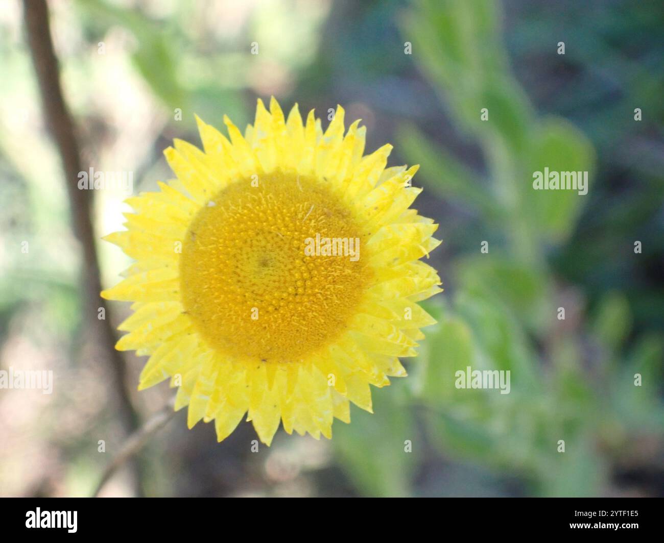 Bright Yellow Everlasting (Helichrysum aureum Stock Photo - Alamy