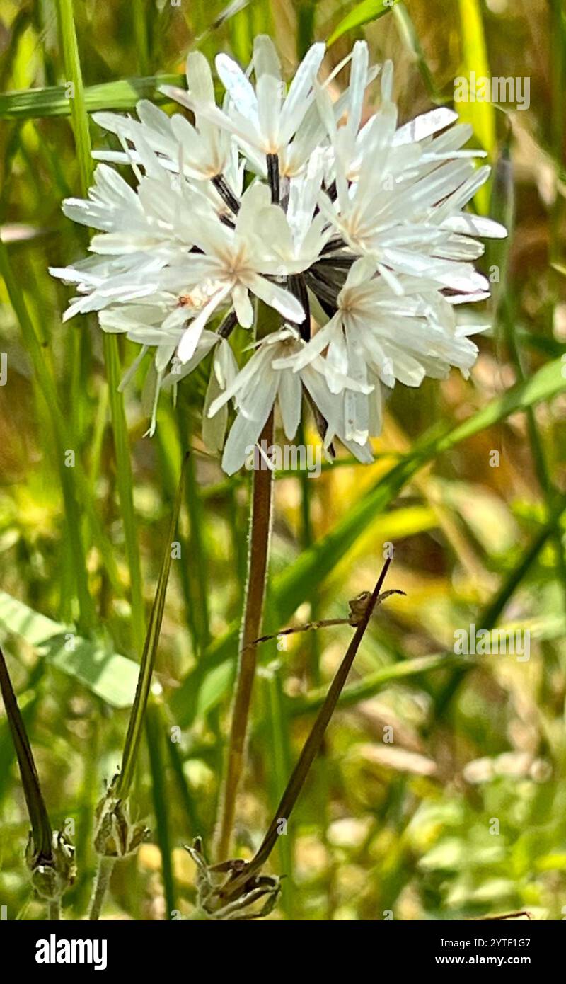 Blow Wives (Achyrachaena mollis Stock Photo - Alamy