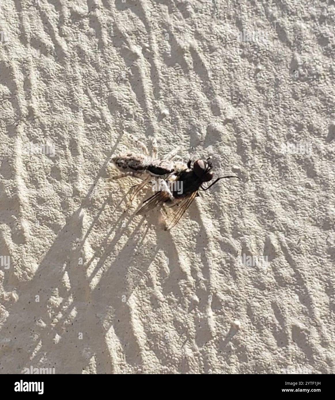Common House Fly (Musca domestica Stock Photo - Alamy