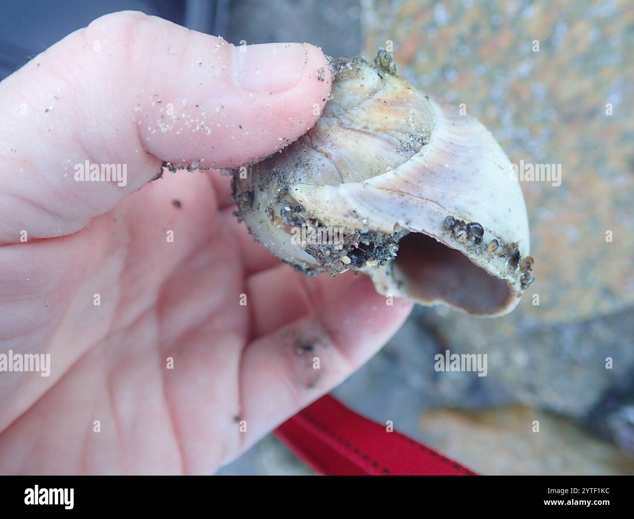 Northern Moonsnail (Euspira heros Stock Photo - Alamy