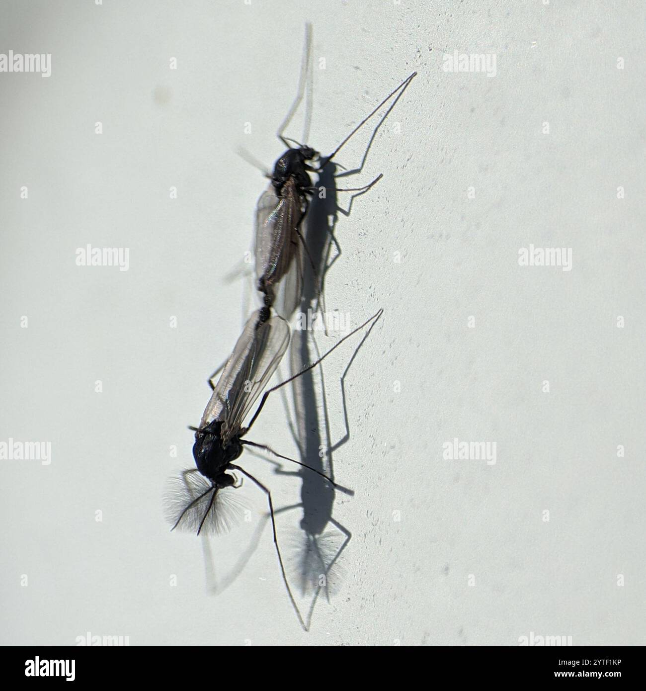 Winter Midges (Diamesa Stock Photo - Alamy