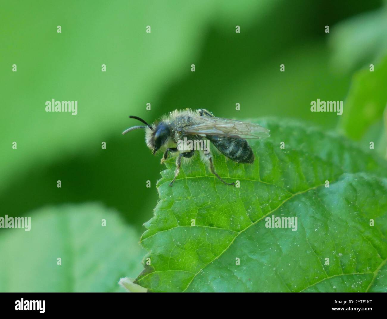 Mining Bees (Andrena Stock Photo - Alamy
