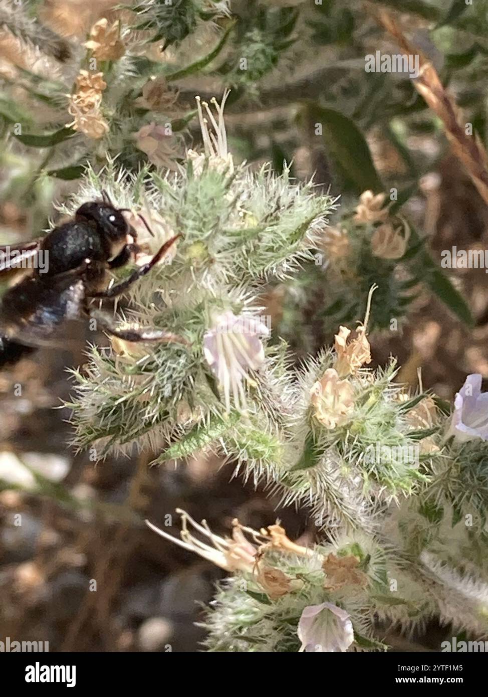 Black Mud Bee (Megachile parietina Stock Photo - Alamy