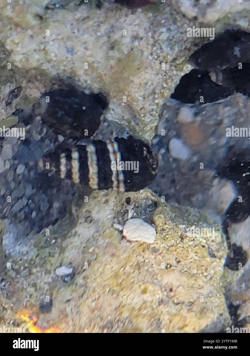 West Indian False Cerith (Lampanella minima Stock Photo - Alamy