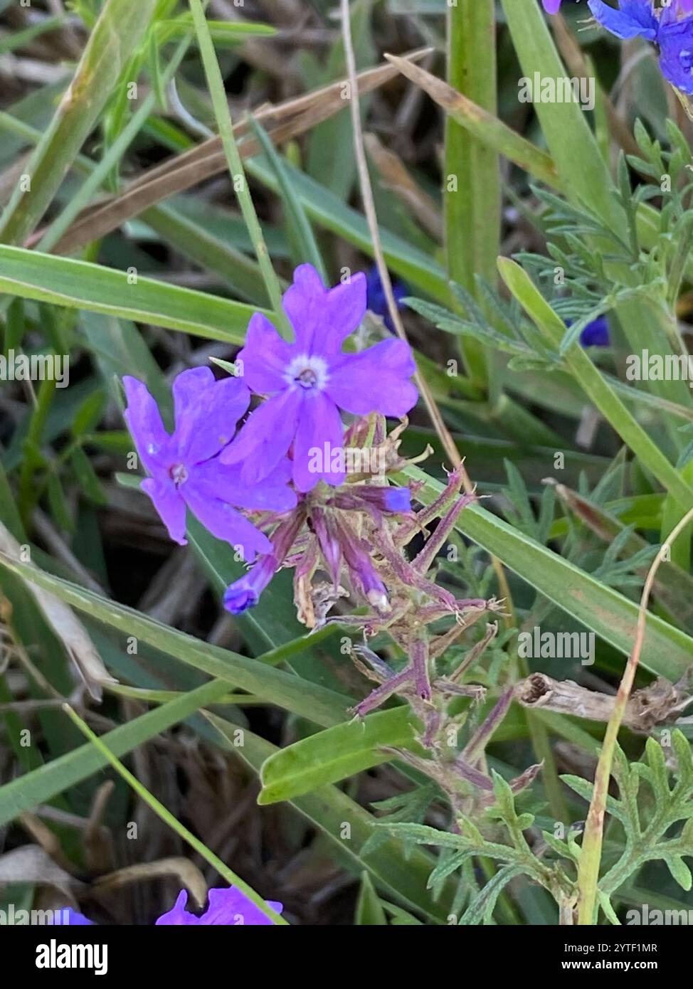 South American mock vervain (Glandularia aristigera Stock Photo - Alamy