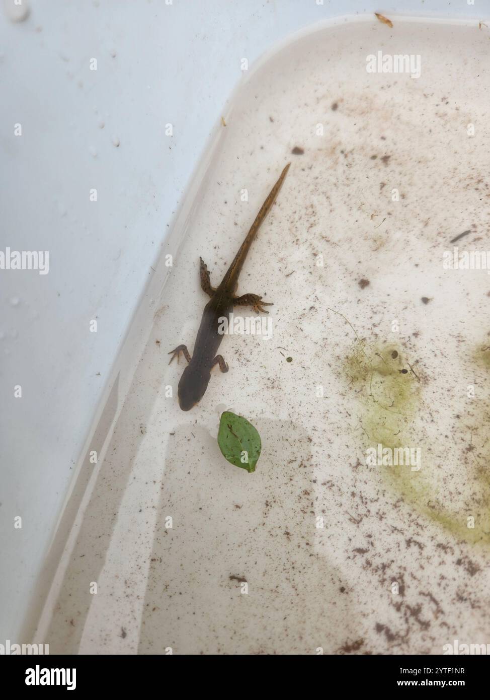 Eastern Newt (Notophthalmus viridescens Stock Photo - Alamy