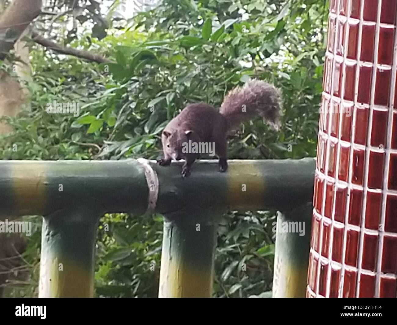 Taiwan Squirrel (Callosciurus erythraeus thaiwanensis Stock Photo - Alamy
