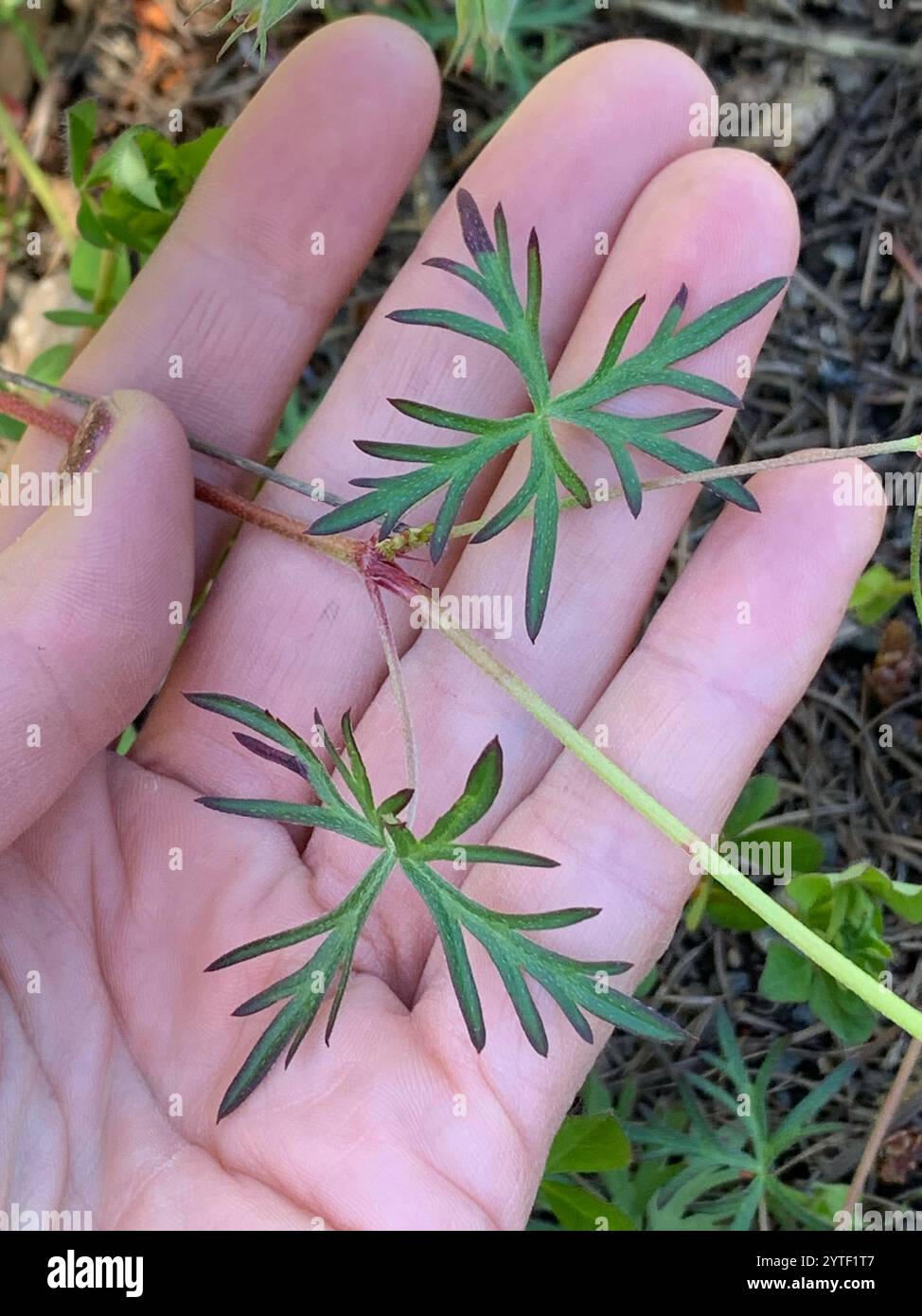 Long-stalked Crane's-bill (Geranium columbinum Stock Photo - Alamy