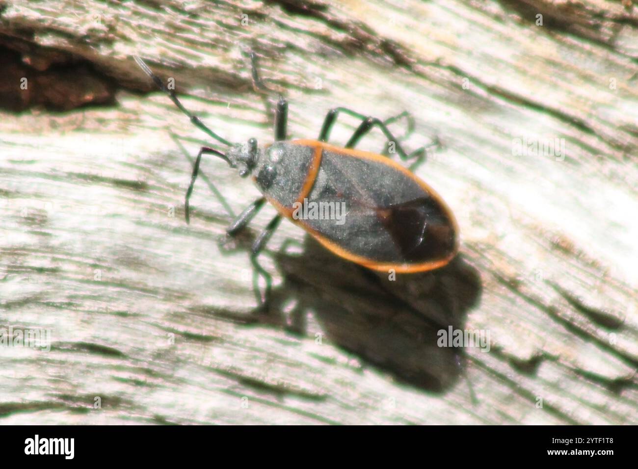 Eastern Bordered Plant Bug (Largus succinctus Stock Photo - Alamy