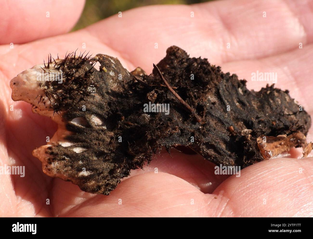 freckled pelt lichen (Peltigera aphthosa Stock Photo - Alamy
