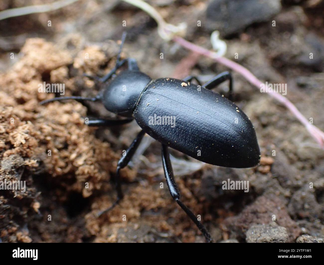 Desert Stink Beetles (Eleodes Stock Photo - Alamy