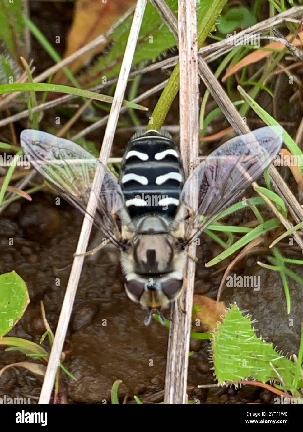 White-bowed Smoothwing (Scaeva affinis Stock Photo - Alamy