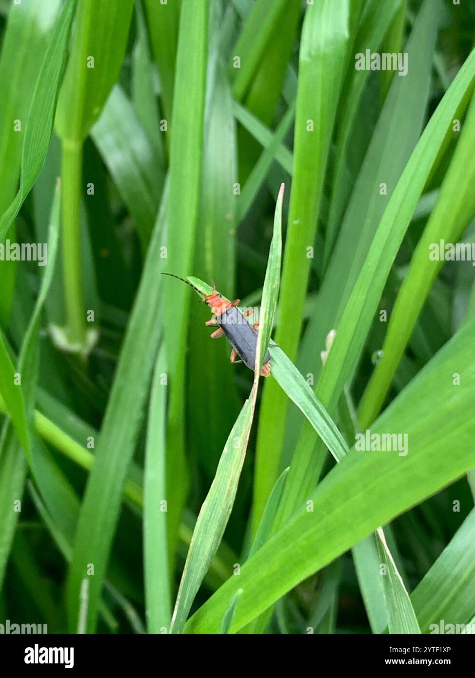 Downy Leather-winged Beetle (Podabrus pruinosus Stock Photo - Alamy