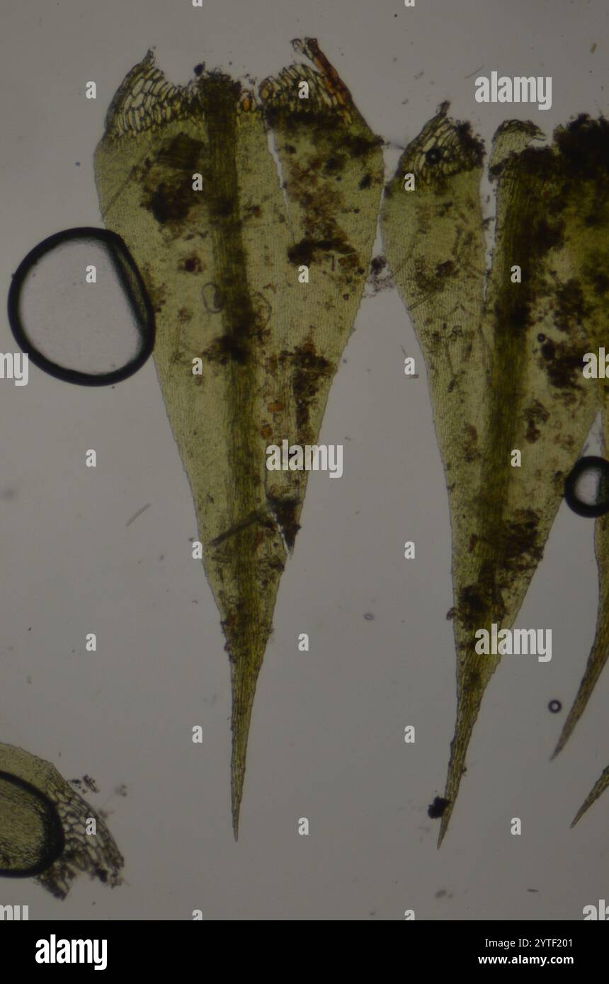 fern-leaved hook-moss (Cratoneuron filicinum Stock Photo - Alamy