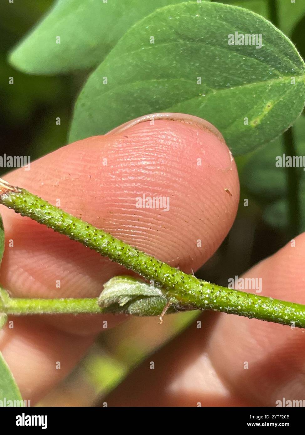 Clammy locust hi-res stock photography and images - Alamy
