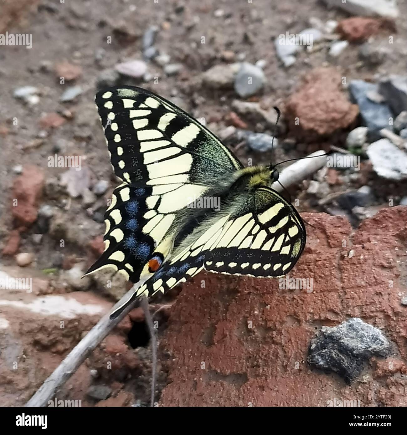 Old World Swallowtail (Papilio machaon Stock Photo - Alamy
