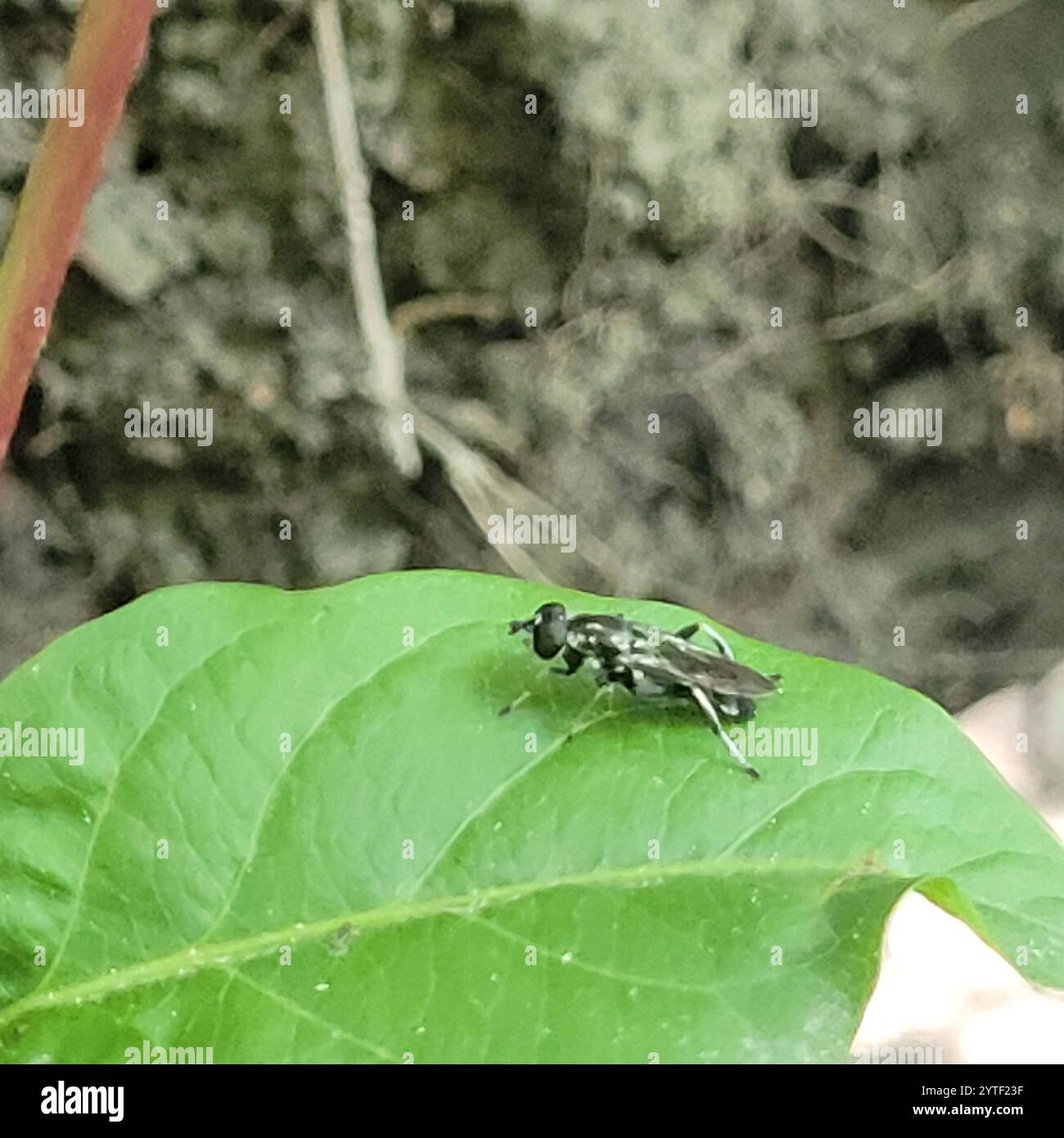 Leafwalkers and Forest Flies (Xylota Stock Photo - Alamy