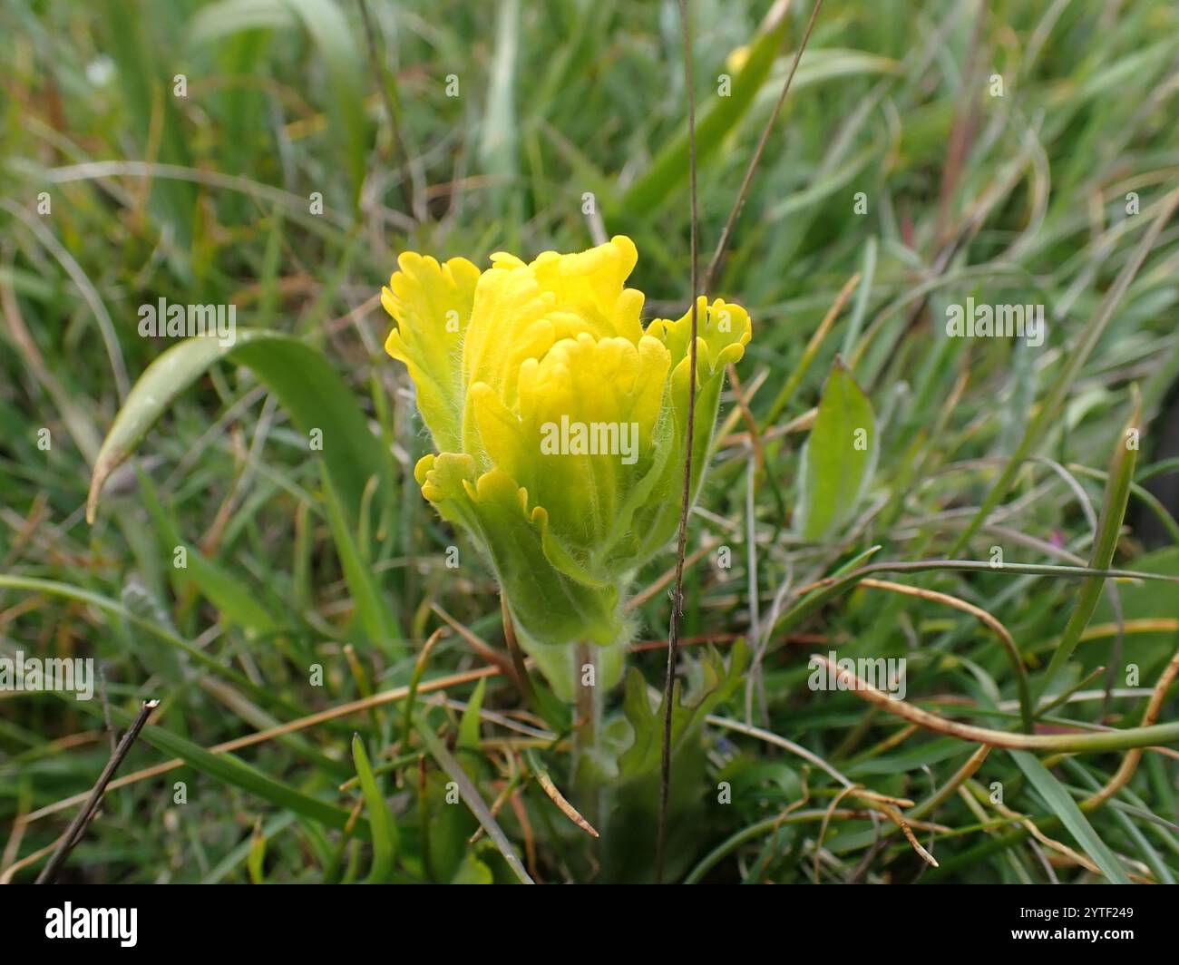 golden Indian paintbrush (Castilleja levisecta Stock Photo - Alamy