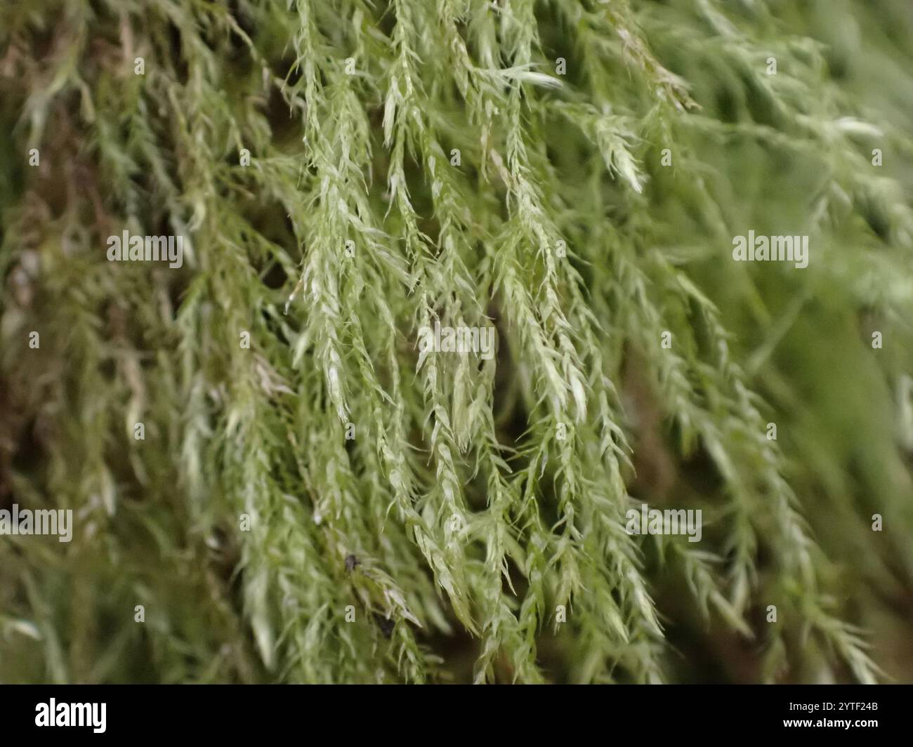 Cat's Tail Moss (Pseudisothecium stoloniferum Stock Photo - Alamy